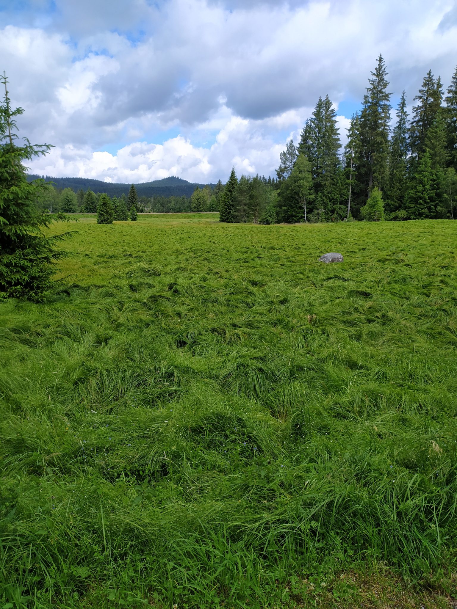 Trekking Bayerwald/Böhmerwald | blog.wanderspass-mit-hund.de
